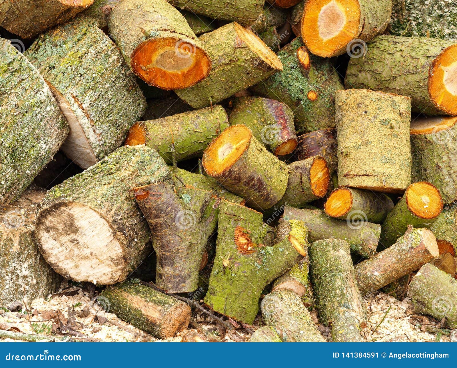 Chopped Wood from a Felled Tree Stock Image - Image of tree, background ...