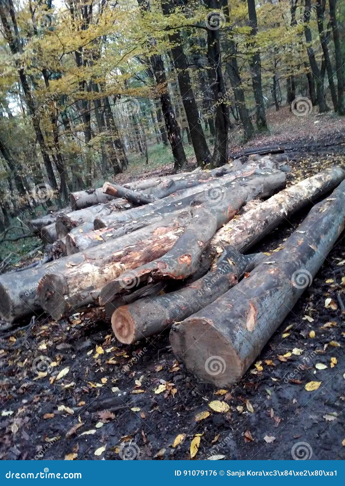 Chopped wood stock photo. Image of chopped, trees, fall - 91079176