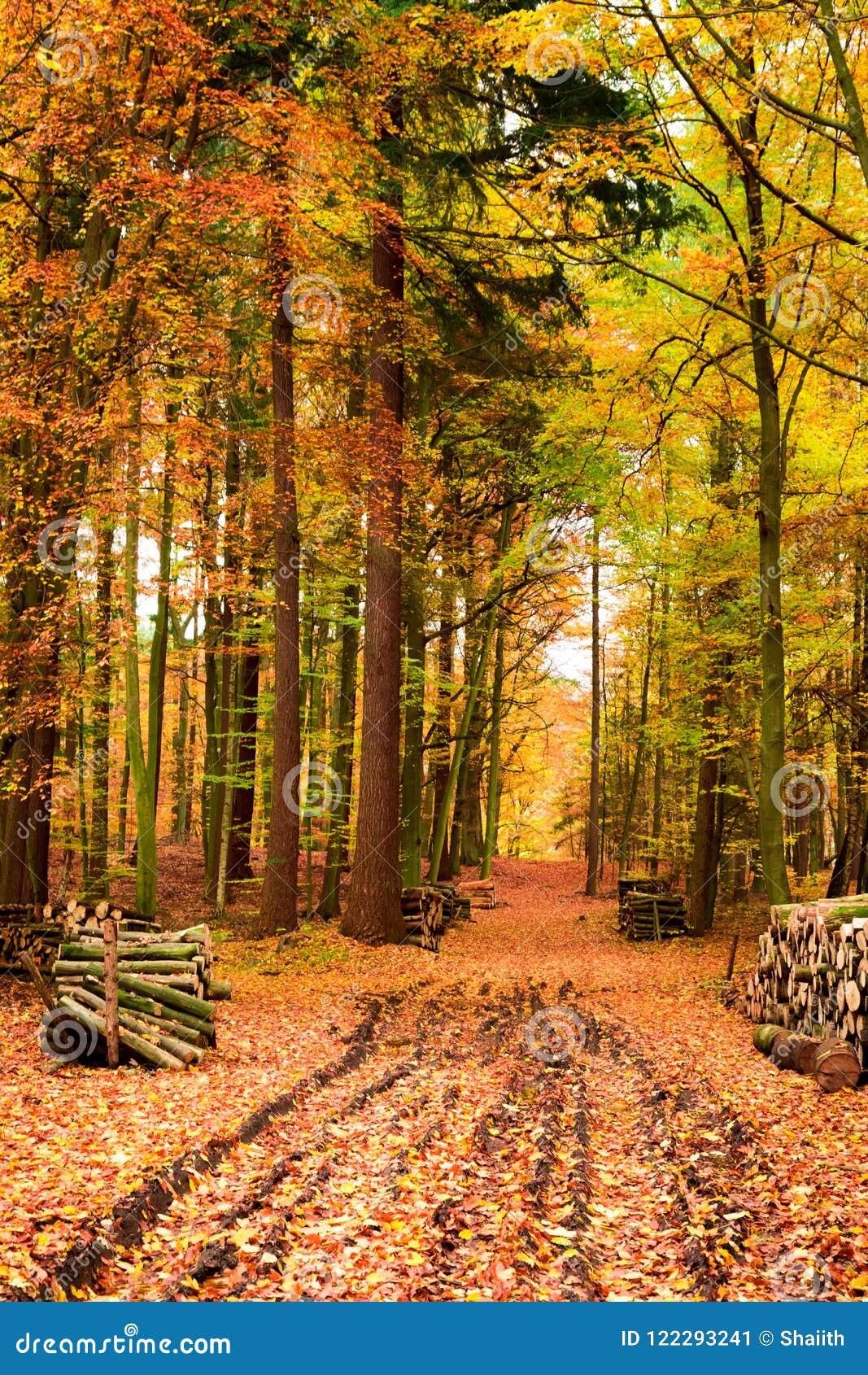 Chopped Wood in the Forest on an Autumn Path Stock Image - Image of ...
