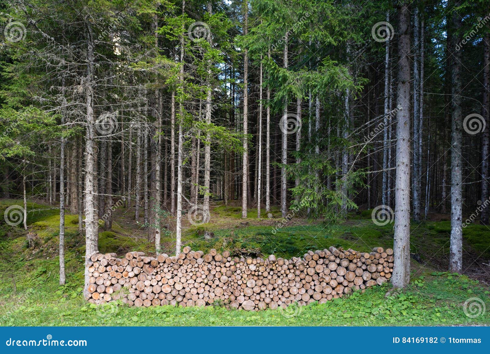 Chopped wood in forest stock photo. Image of firewood - 84169182
