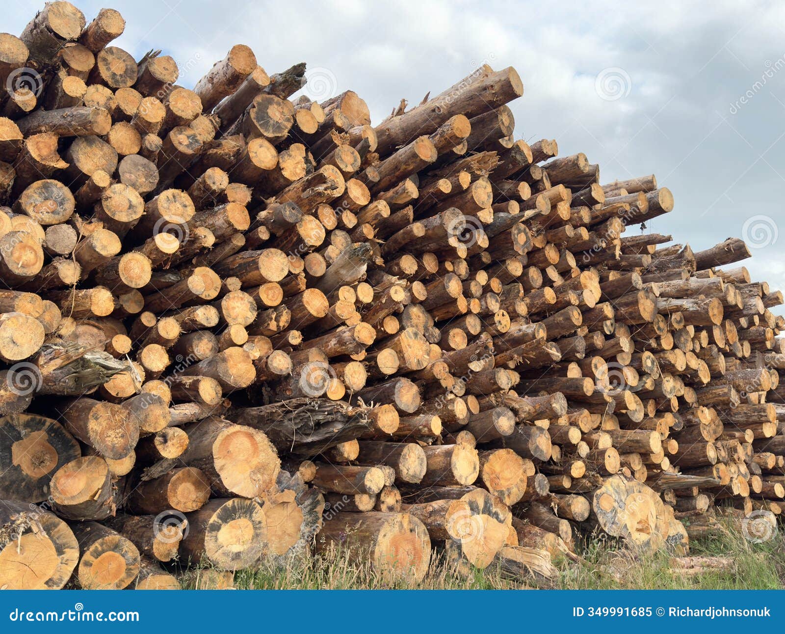 Chopped Wood Logs Stacked High from Low Angle View Stock Image - Image ...