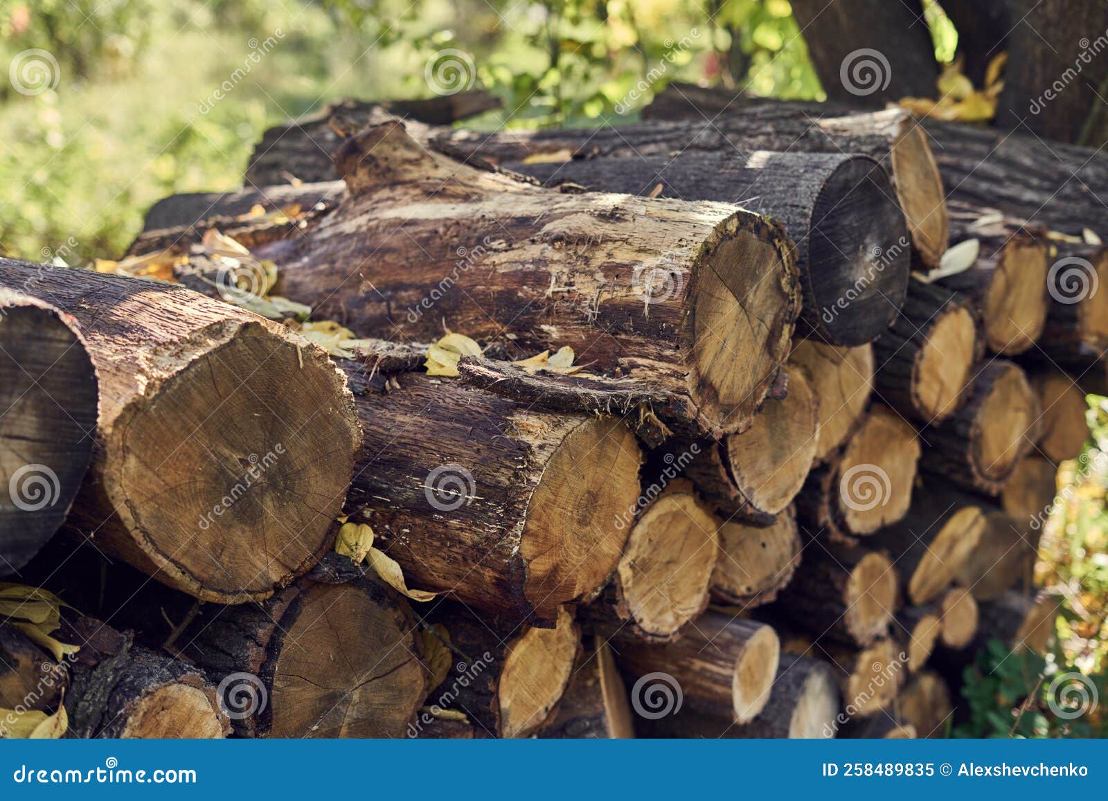 Chopped Wood in the Park, Trunks, Fallen Trees Stock Image - Image of ...