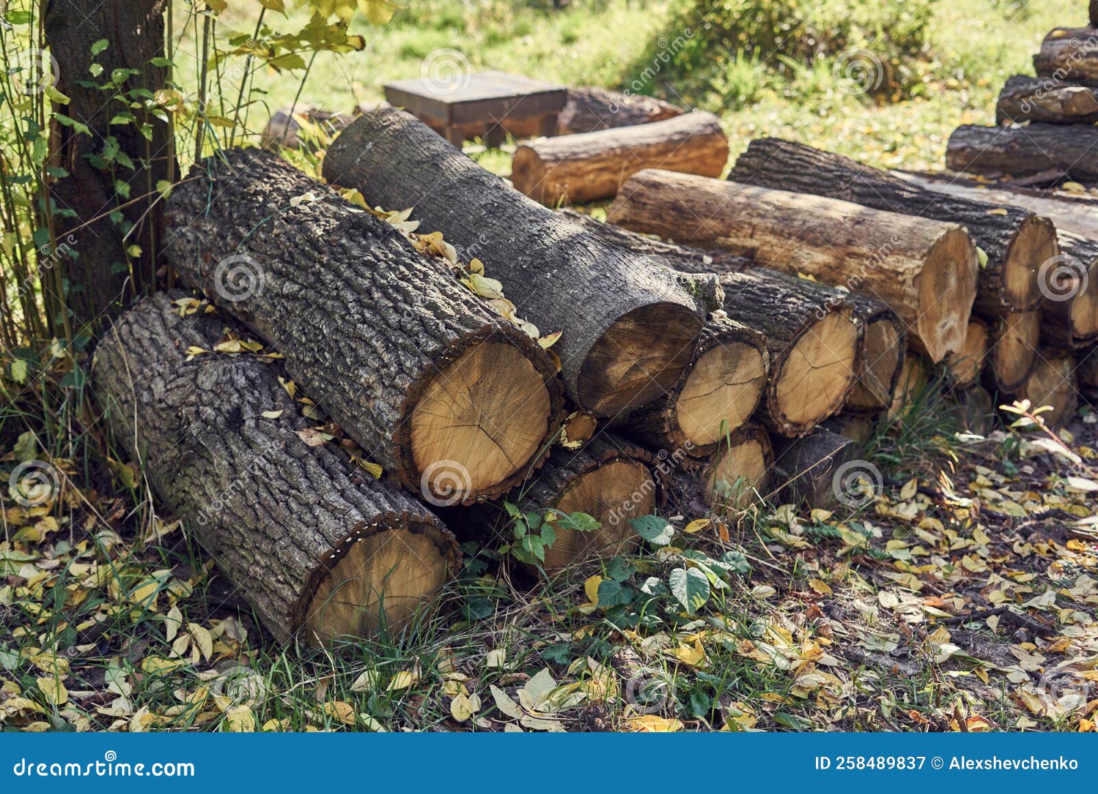 Chopped Wood in the Park, Trunks, Fallen Trees Stock Image - Image of ...