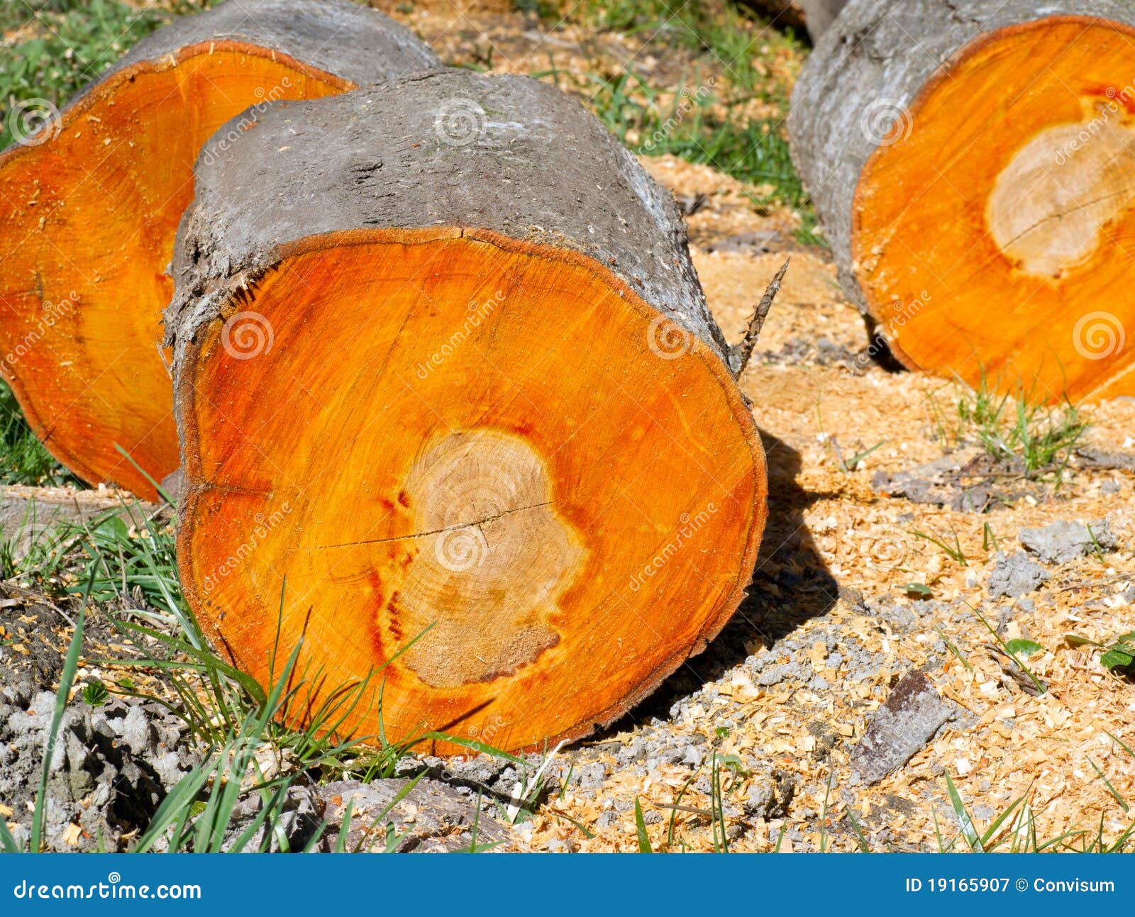 Chopped wooden logs stock image. Image of freshly, chopped - 19165907