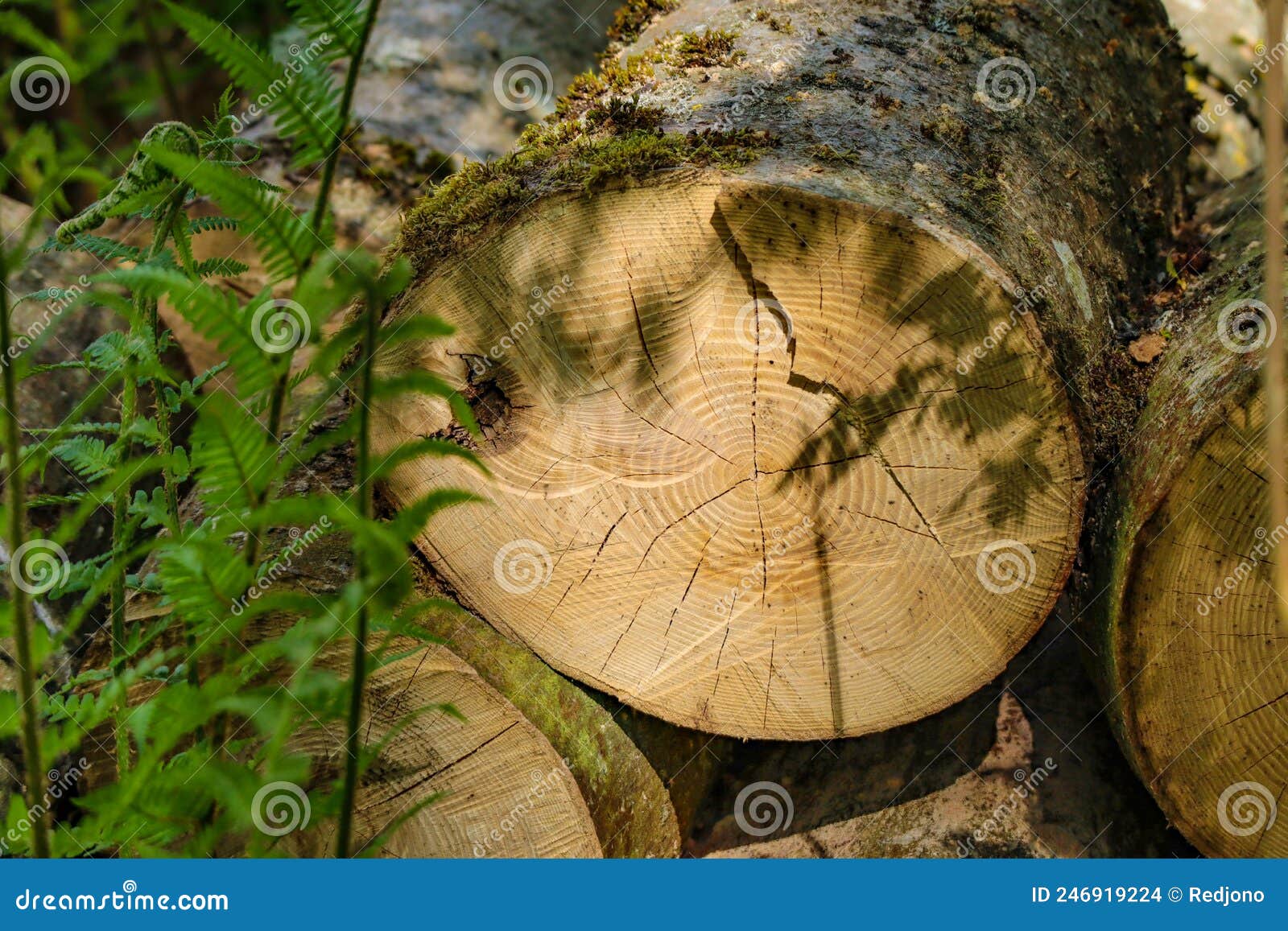Chopped wooden logs stock photo. Image of sawmill, hacked - 246919224