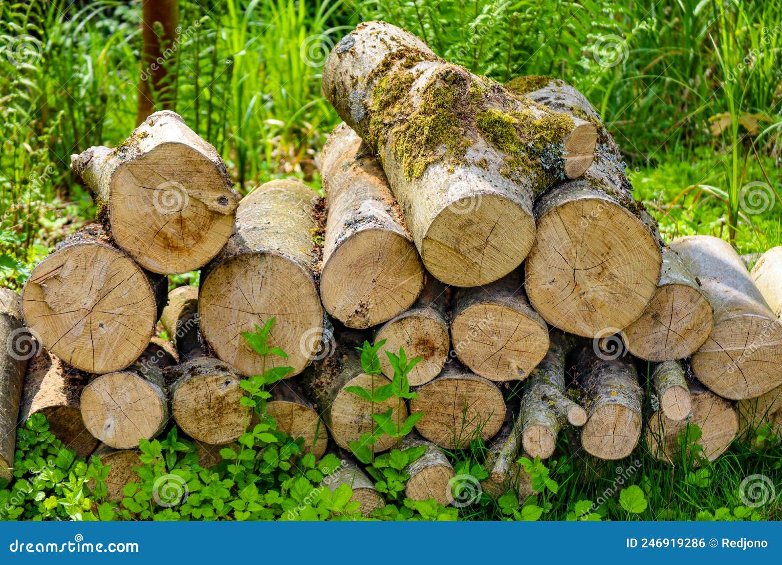 Chopped wooden logs stock photo. Image of logged, chop - 246919286