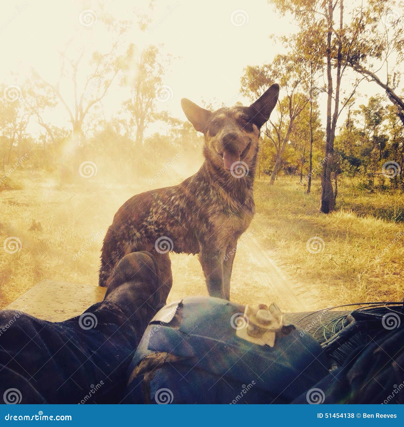 Chopper stock photo. Image of work, cattledog, ranch - 51454138