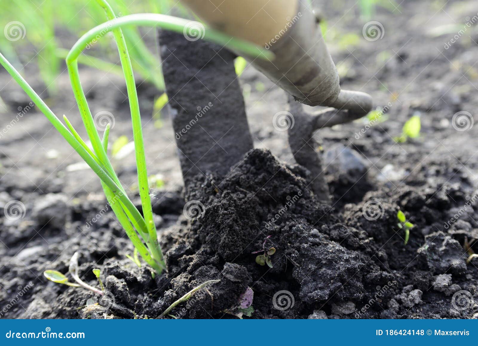 Chopper - a hand tool stock photo. Image of growing - 186424148