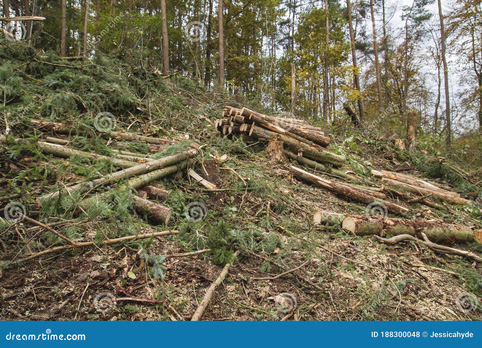 Chopping Down Trees in the Forest Stock Photo - Image of logging ...