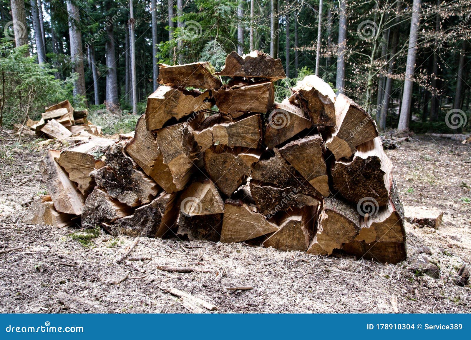 Chopping and Stacking Wood in the Forest Stock Photo - Image of wood ...