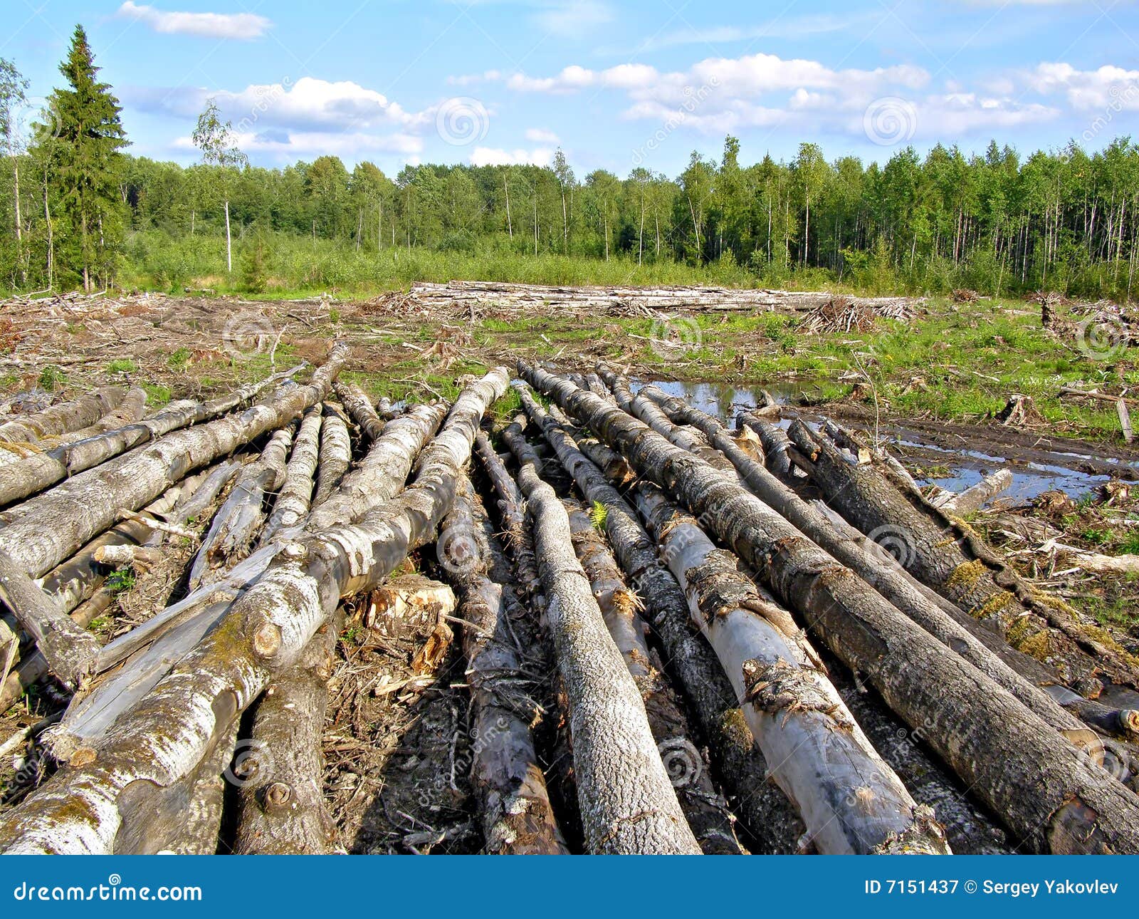 Chopping wood stock image. Image of green, paper, outdoor - 7151437