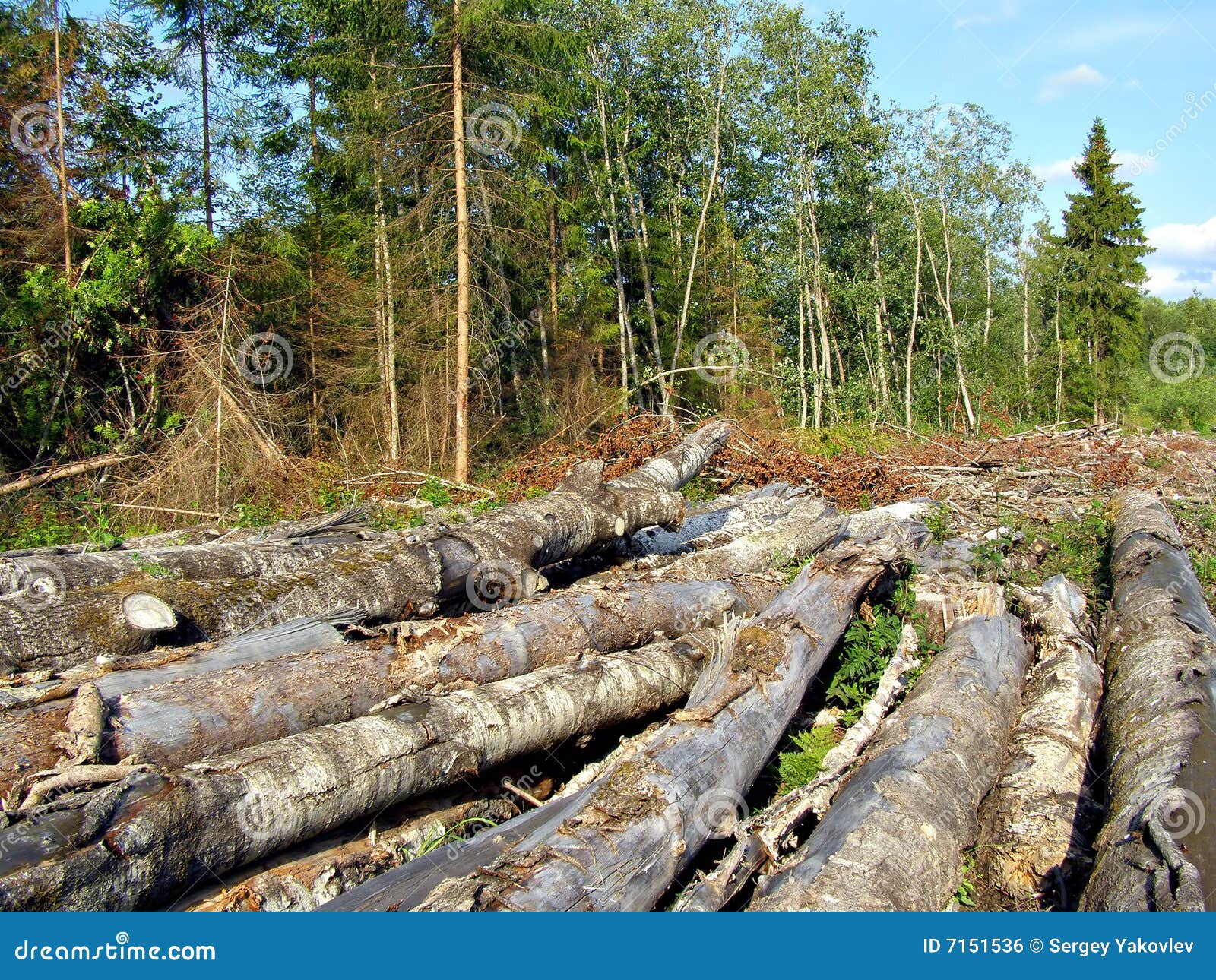 Chopping wood stock photo. Image of firewood, energy, harvest - 7151536