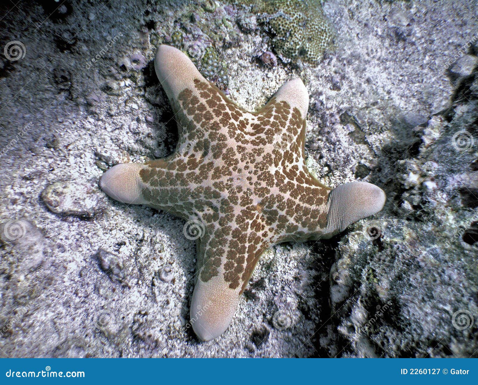 Choriaster Granulatus Starfish Stock Image - Image of underwater, tour ...