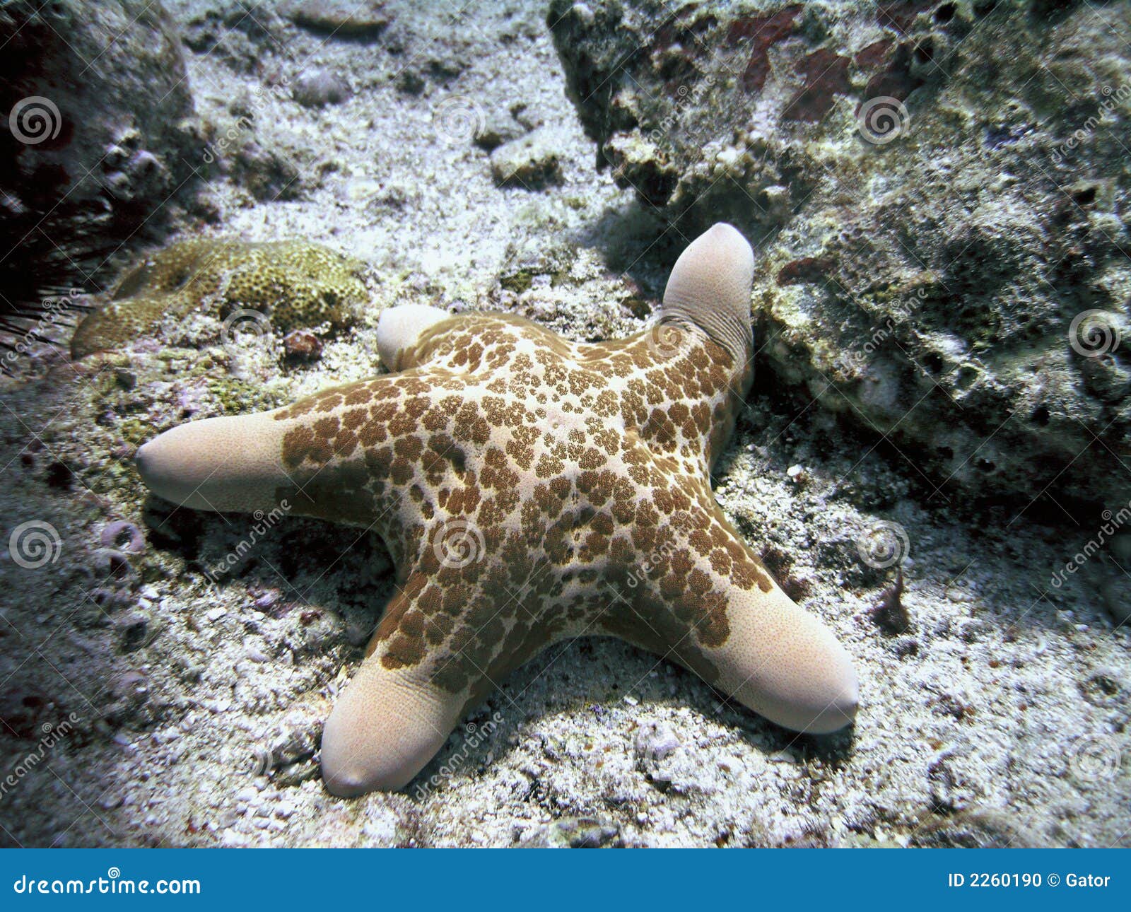 Choriaster Granulatus Starfish Stock Photo - Image of tropical, tropic ...