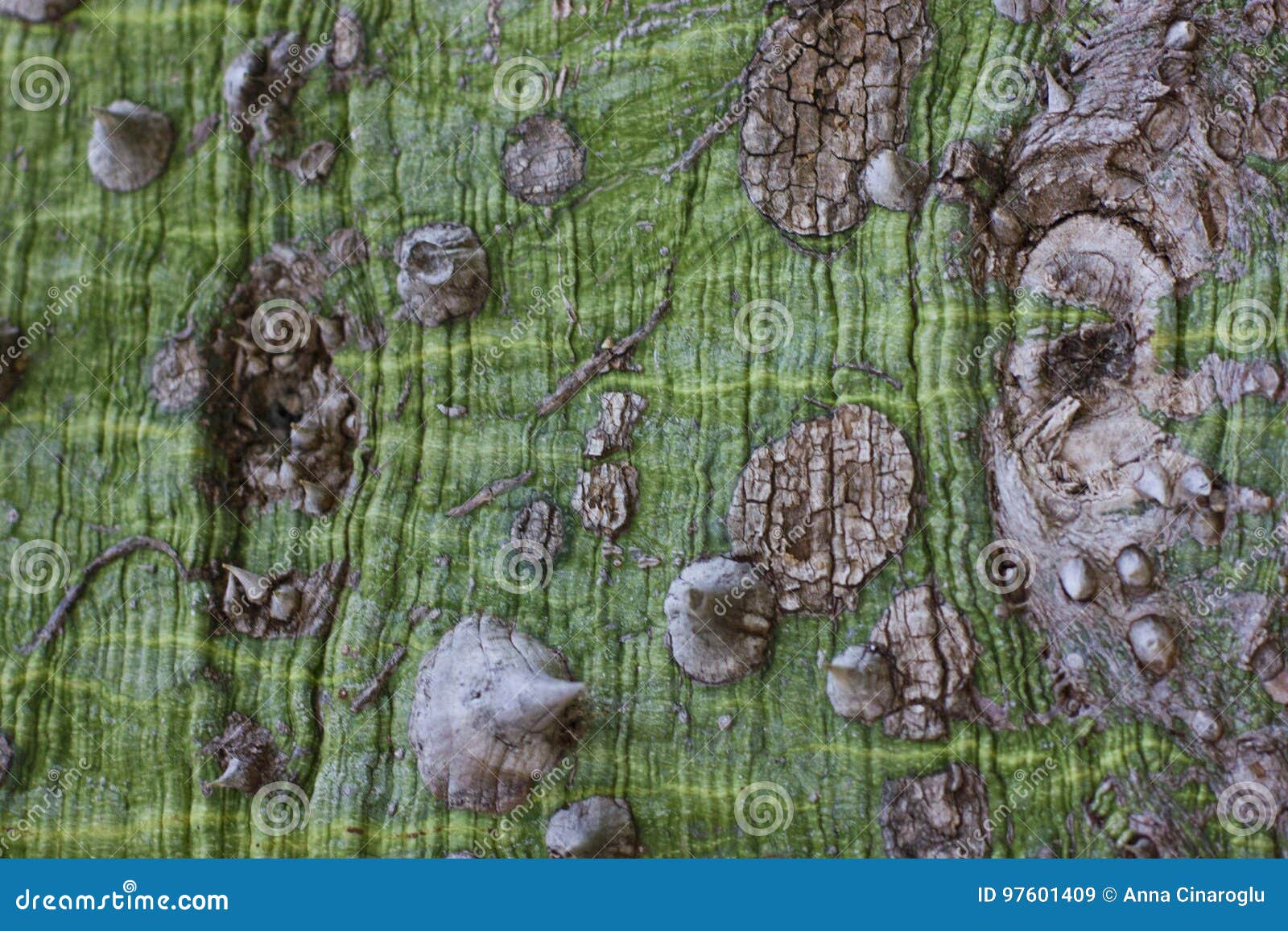 Chorisia Speciosa, Green Tree in Antalya Stock Image - Image of exotic ...