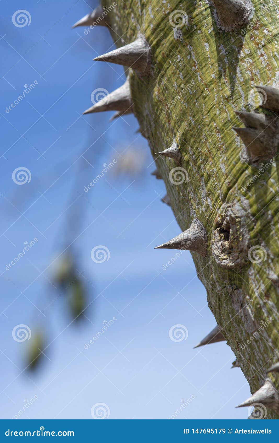 Chorisia Tree Trunk with Sharp Thorns Stock Image - Image of thorn ...