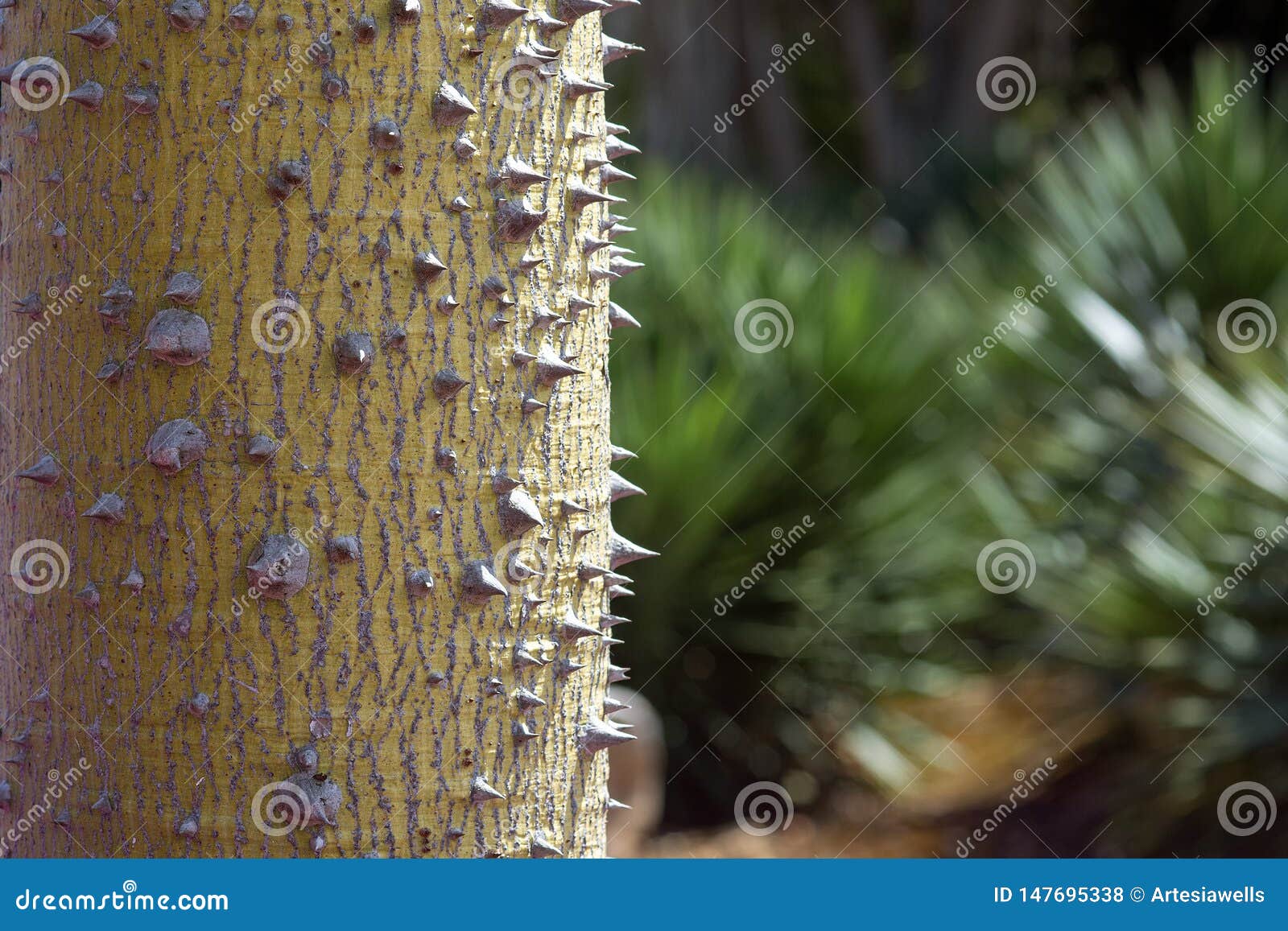 Chorisia Tree Trunk with Sharp Thorns Stock Photo - Image of spikes ...