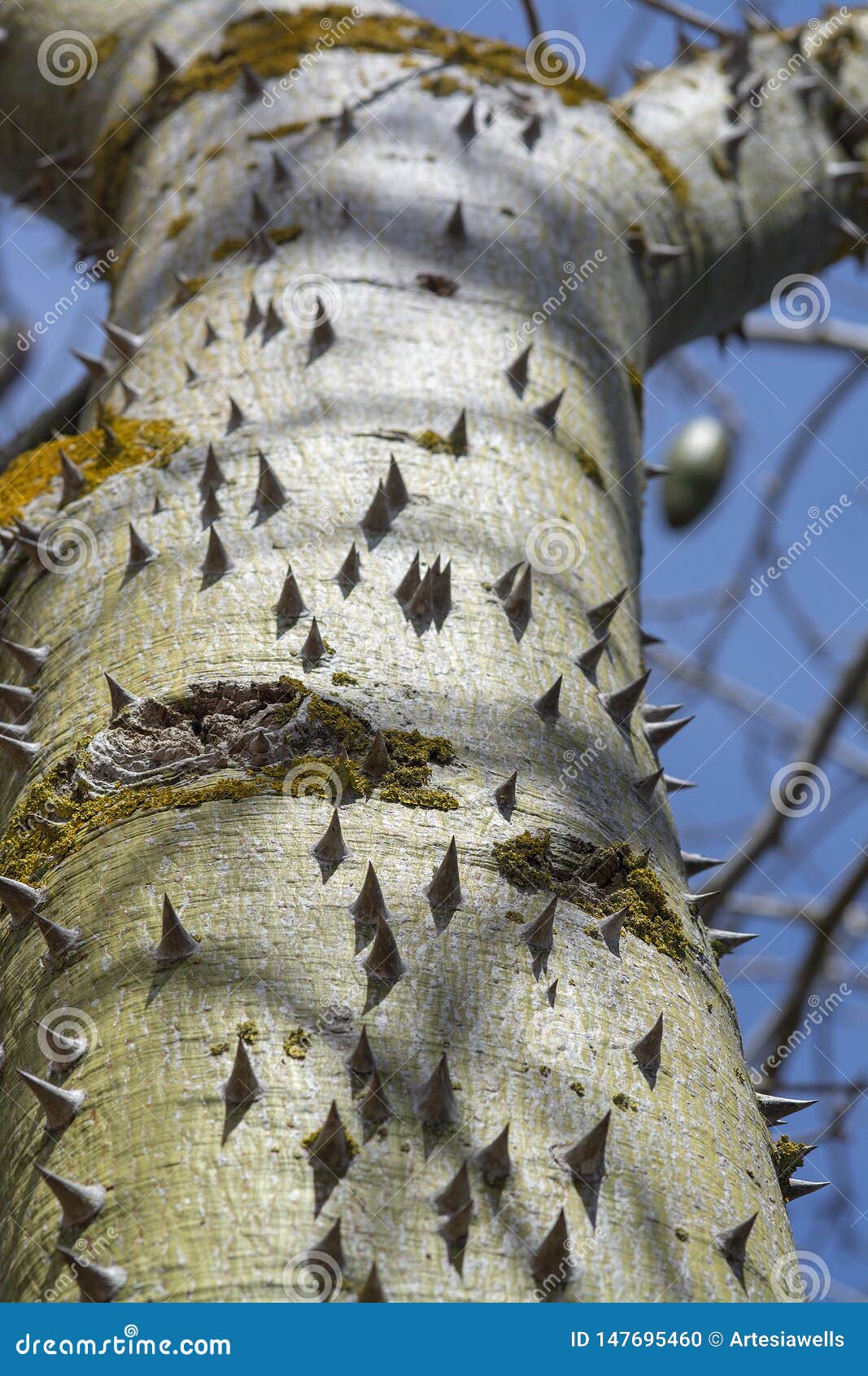 Chorisia Tree Trunk with Sharp Thorns Stock Photo - Image of spikey ...