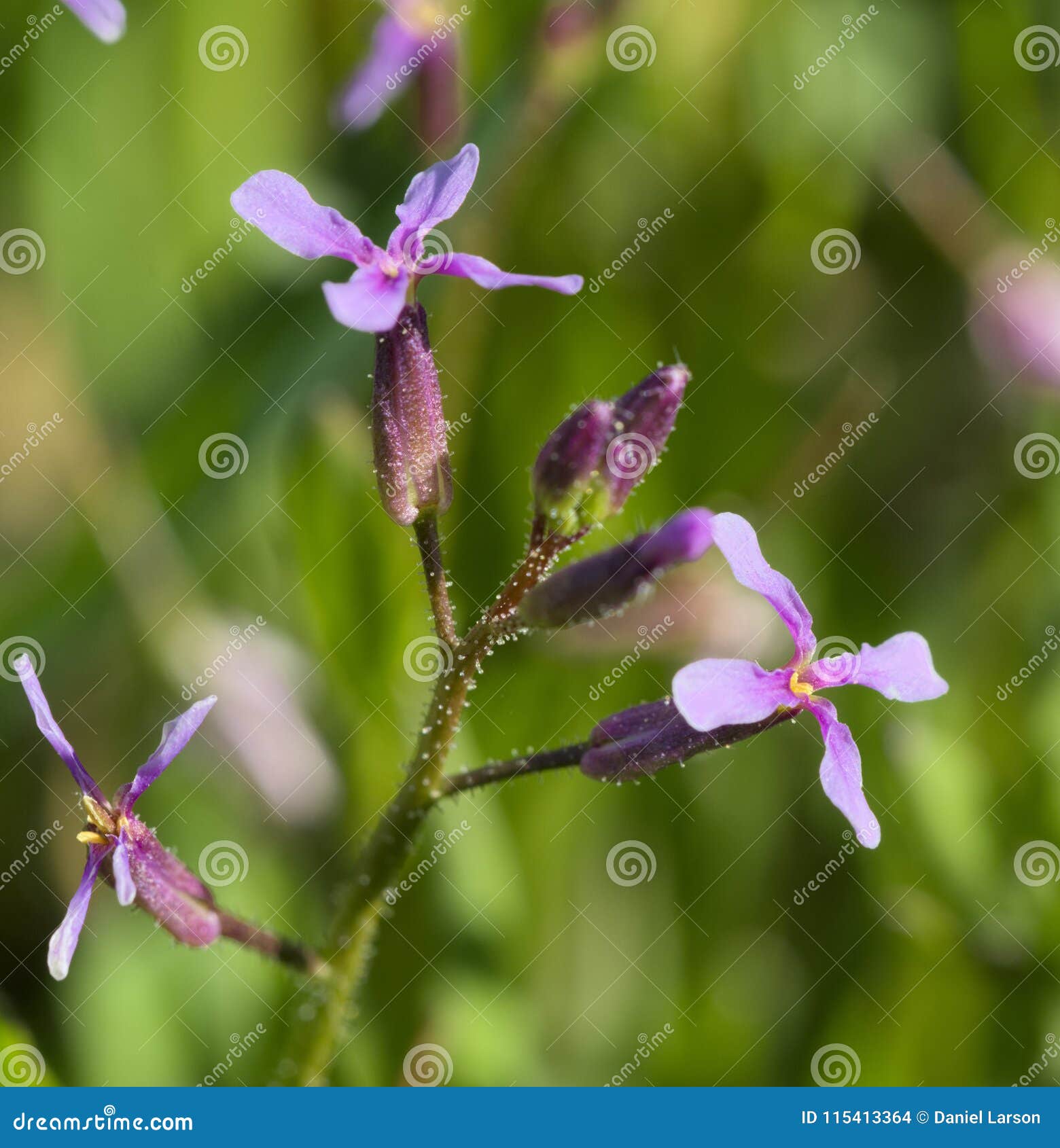 Chorispora tenella stock photo. Image of stem, blue - 115413364