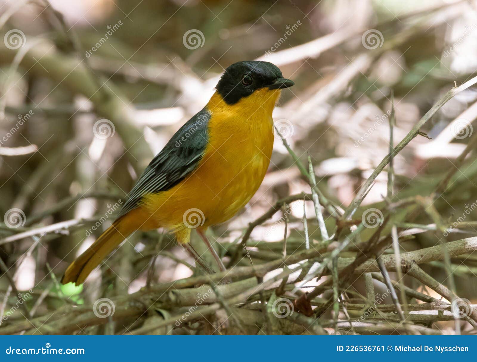 Chorister Robin Chat stock image. Image of avian, veld - 226536761