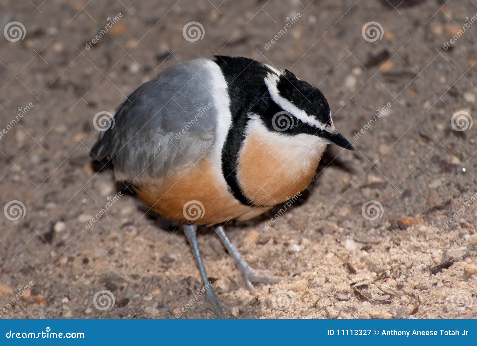 Chorlito Egipcio (aegyptius Del Pluvianus) Imagen de archivo - Imagen ...