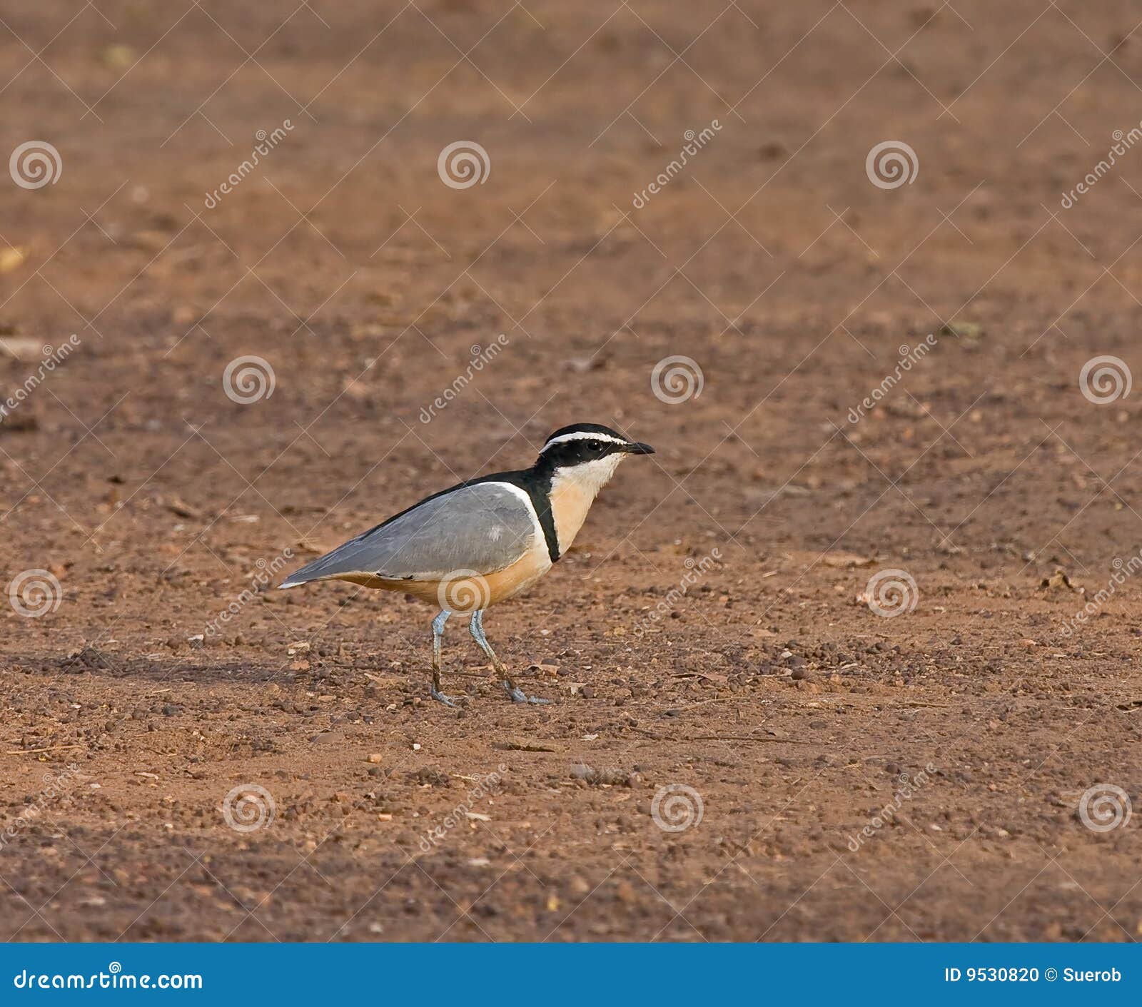 Chorlito Egipcio En Simenti Foto de archivo - Imagen de arena, blanco ...