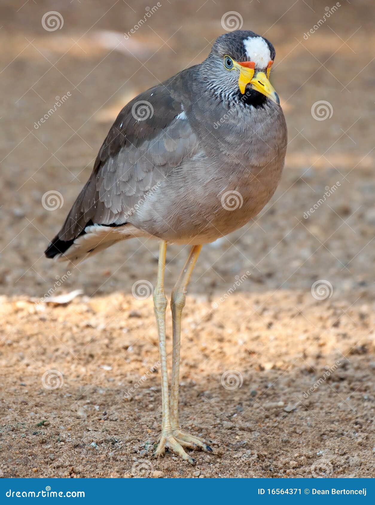 Chorlito wattled africano imagen de archivo. Imagen de fauna - 16564371