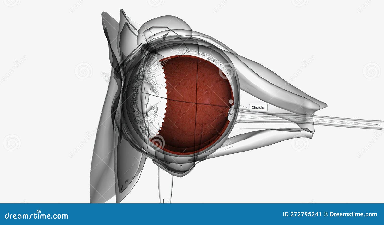 The Choroid is the Layer of Blood Vessels and Connective Tissue between ...