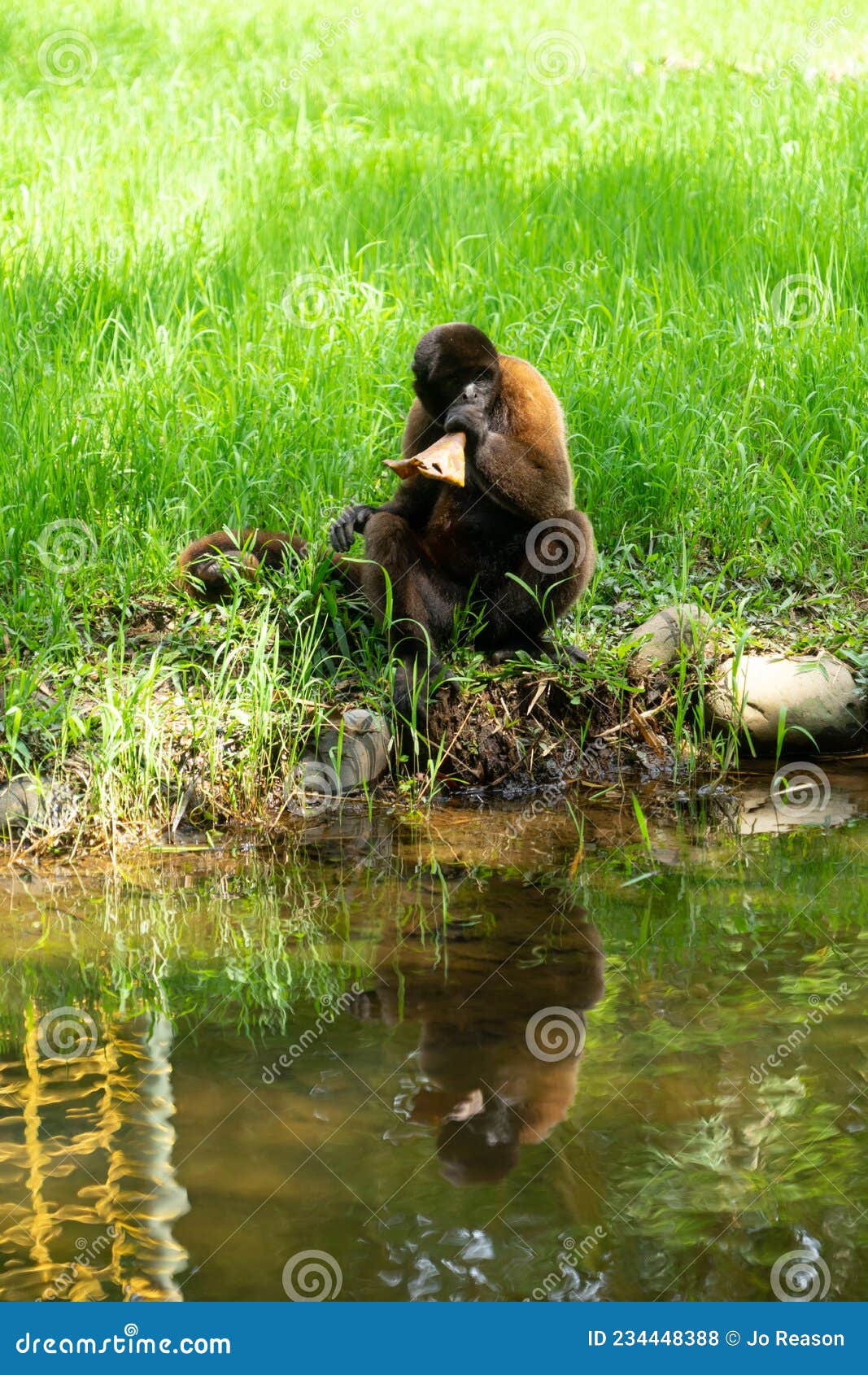 Chorongo Monkey, Amazonia, Ecuador Stock Photo - Image of colour ...