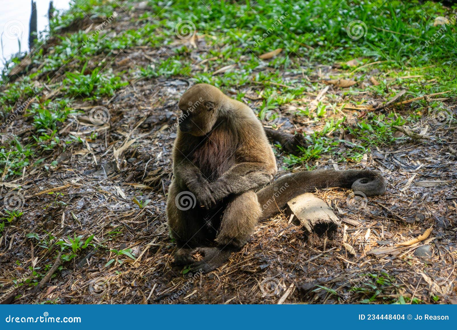 Chorongo Monkey, Amazonia, Ecuador Stock Photo - Image of colour ...