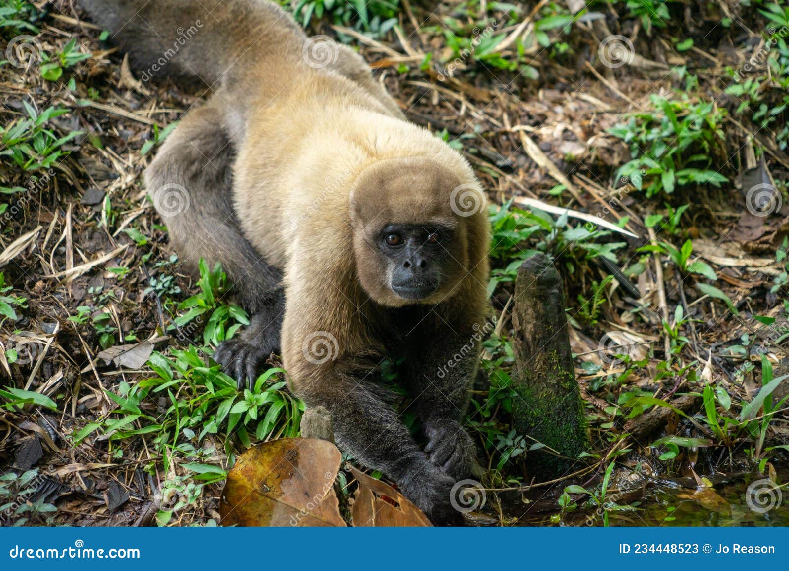 Chorongo Monkey, Amazonia, Ecuador Stock Image - Image of face, brown ...