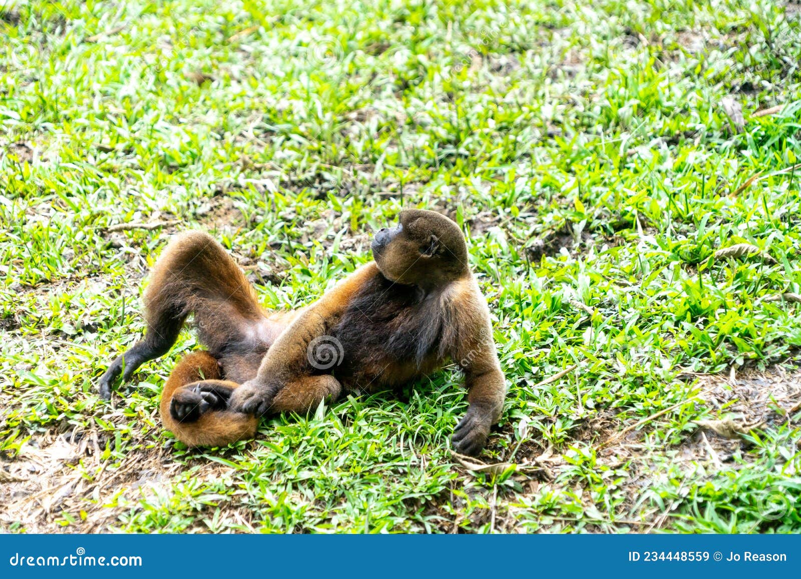 Chorongo Monkey, Amazonia, Ecuador Stock Image - Image of chorongo ...