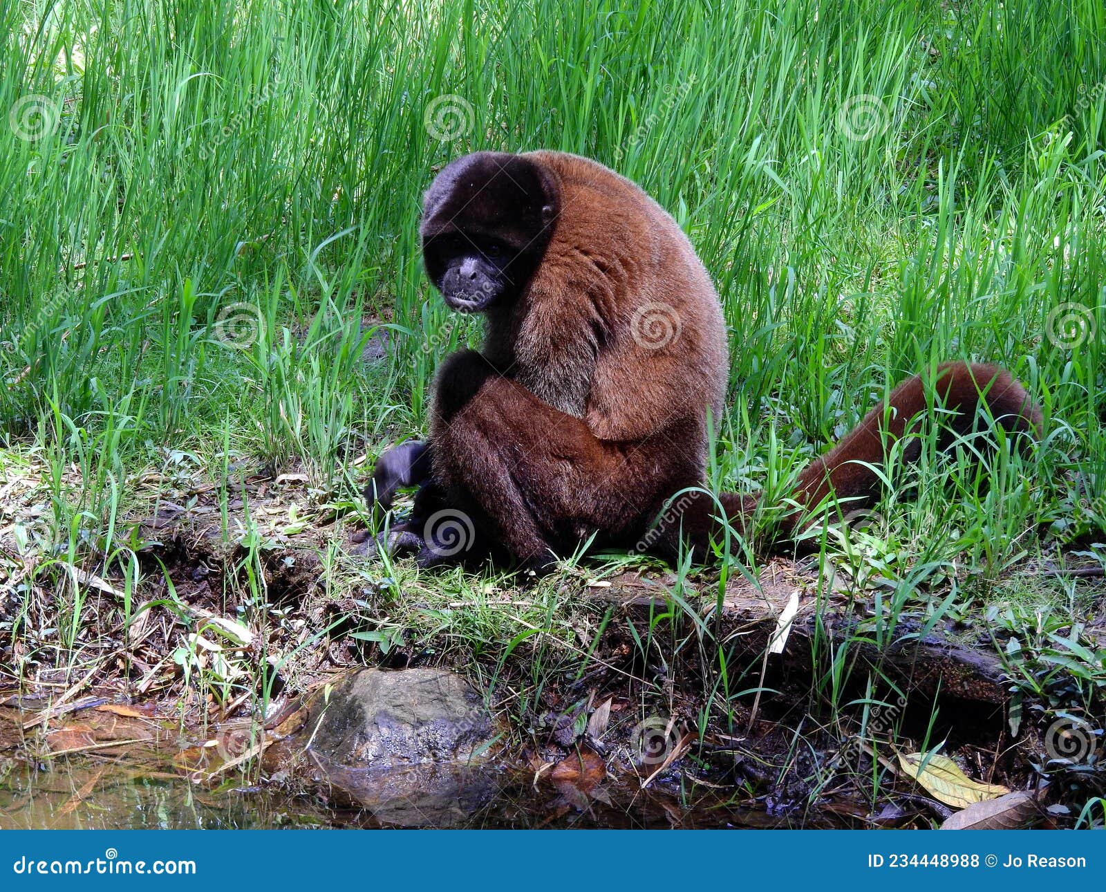 Chorongo Monkey, Amazonia, Ecuador Stock Photo - Image of face ...