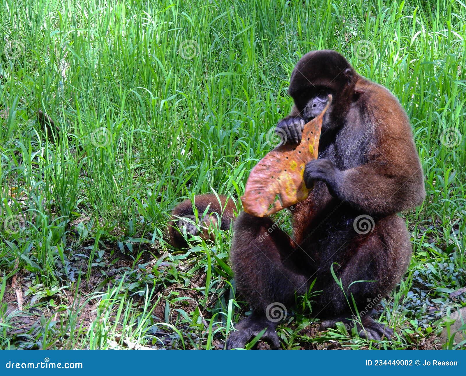 Chorongo Monkey, Amazonia, Ecuador Stock Photo - Image of america ...