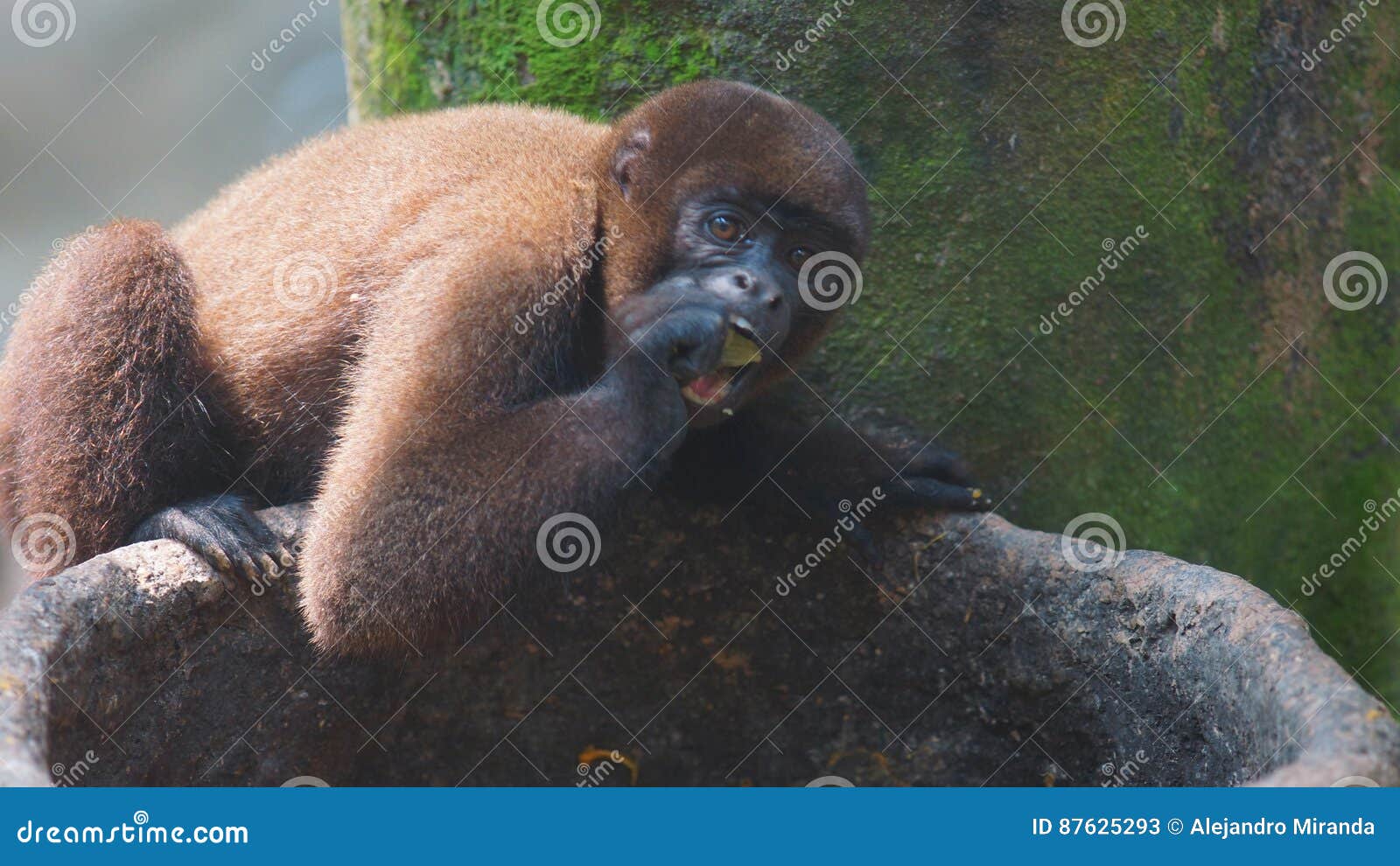 Chorongo Monkey Eating Fruit. Common Names: Woolly Monkey, Chorongo ...
