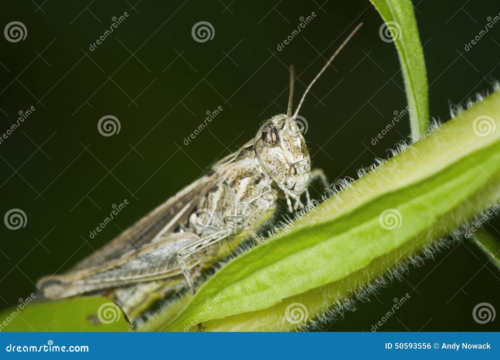 Chorthippus Parallelus on Leaf Stock Photo - Image of tettigoniidae ...