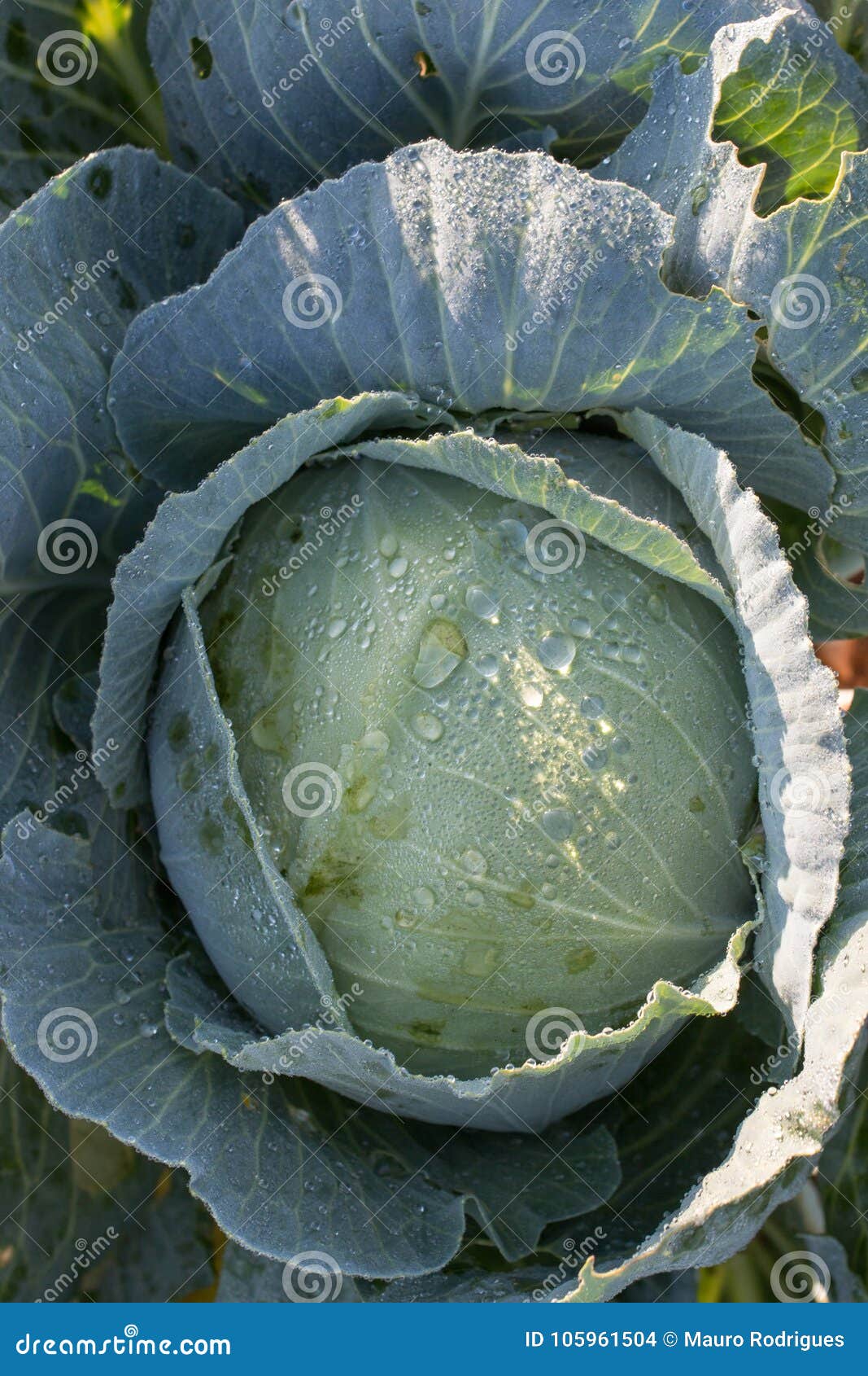 Chou commun portugais photo stock. Image du baisses - 105961504
