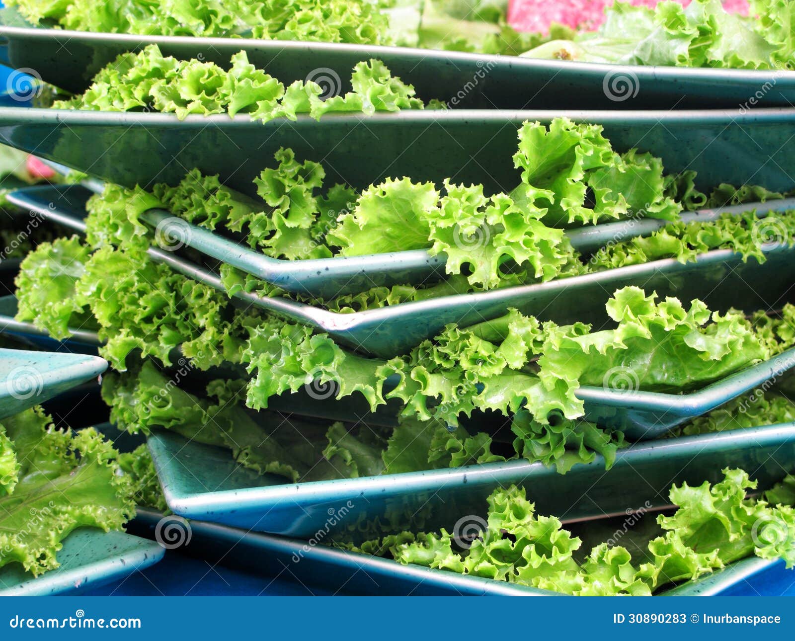 Chou dans le plat. image stock. Image du salade, frais - 30890283