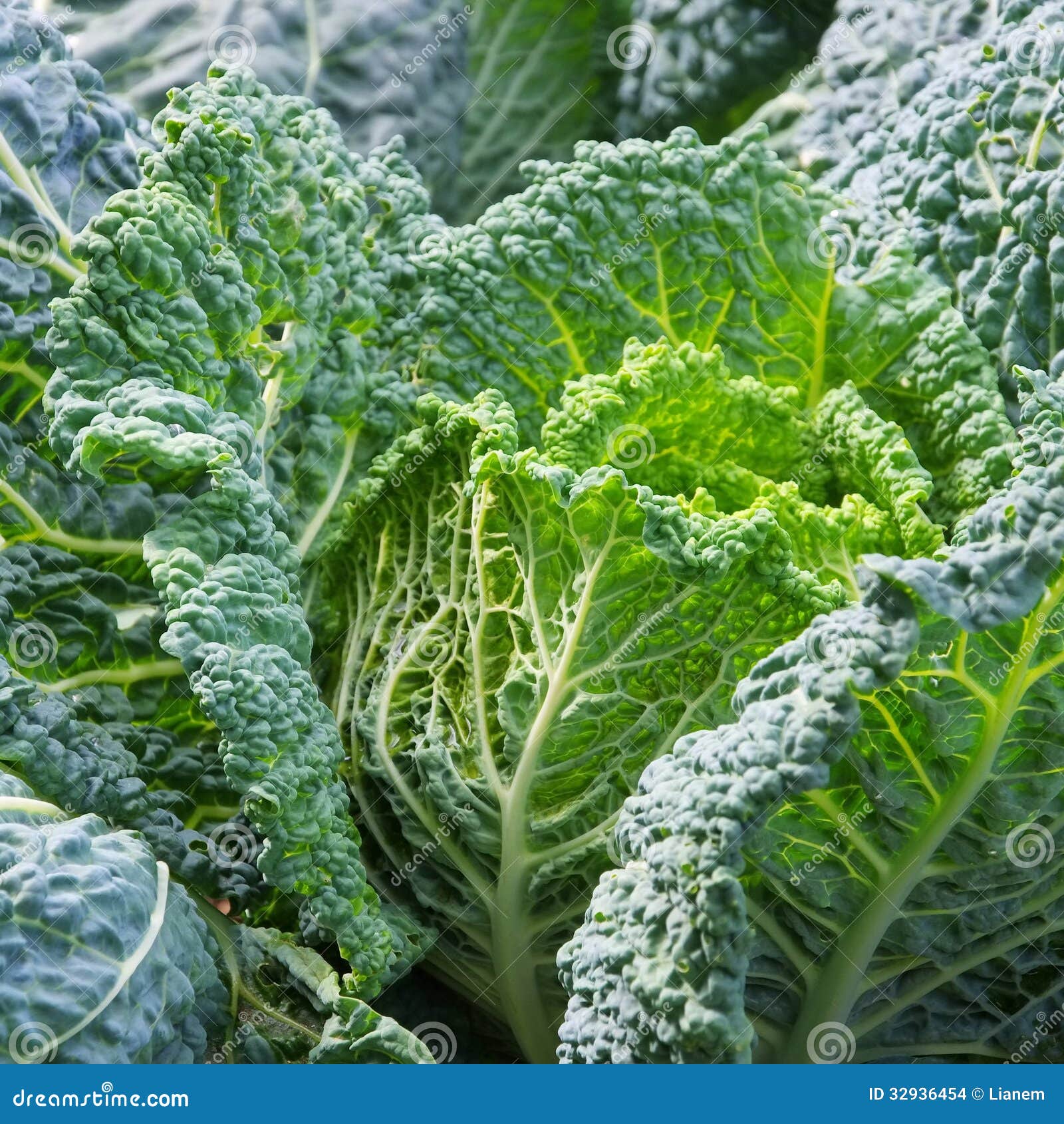 Chou de Milan photo stock. Image du tête, lames, légume - 32936454