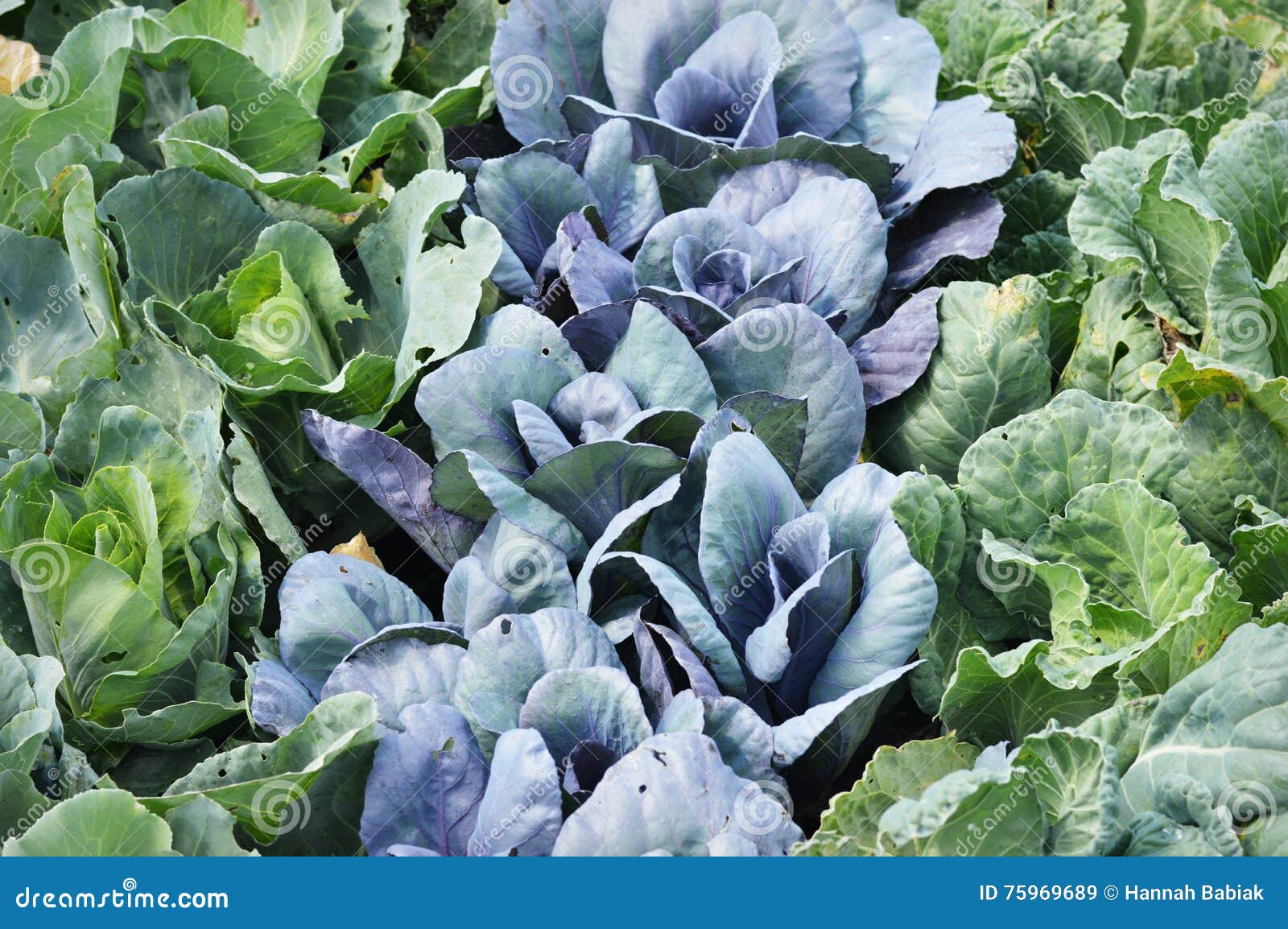 Chou pourpre et commun image stock. Image du jardin, pourpré - 75969689