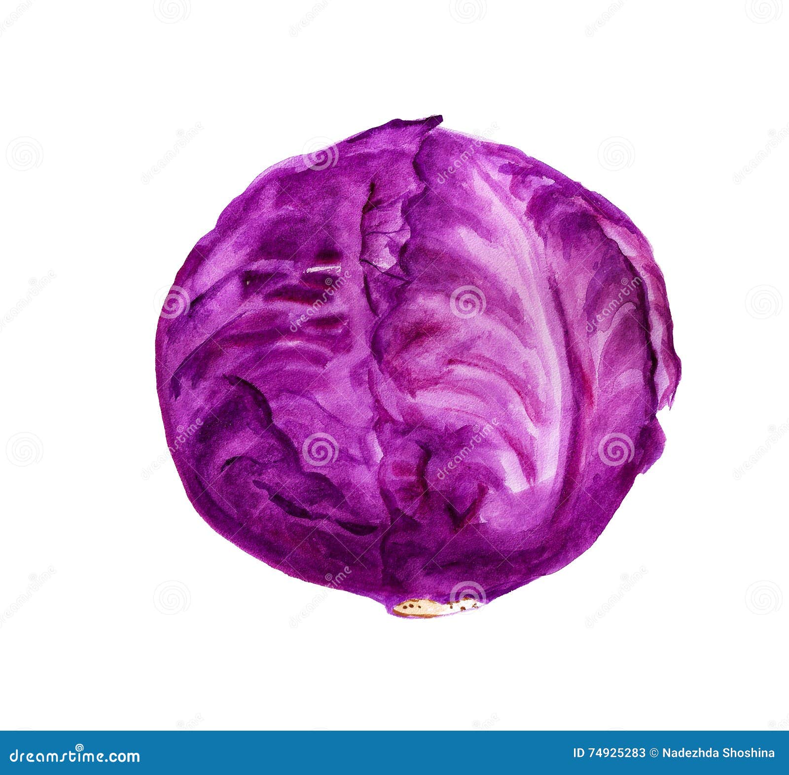 Chou Rouge Stock Illustrations, Vecteurs, & Clipart – (2,787 Stock ...