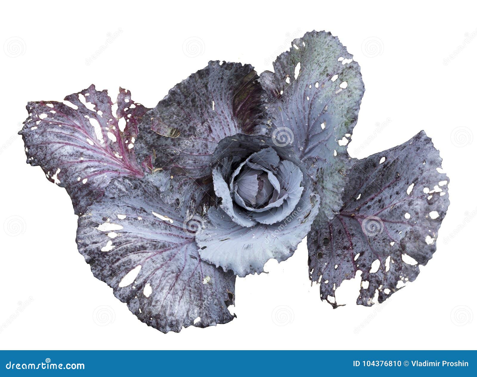 Chou Rouge Avec De Grandes Feuilles Photo stock - Image du nature ...