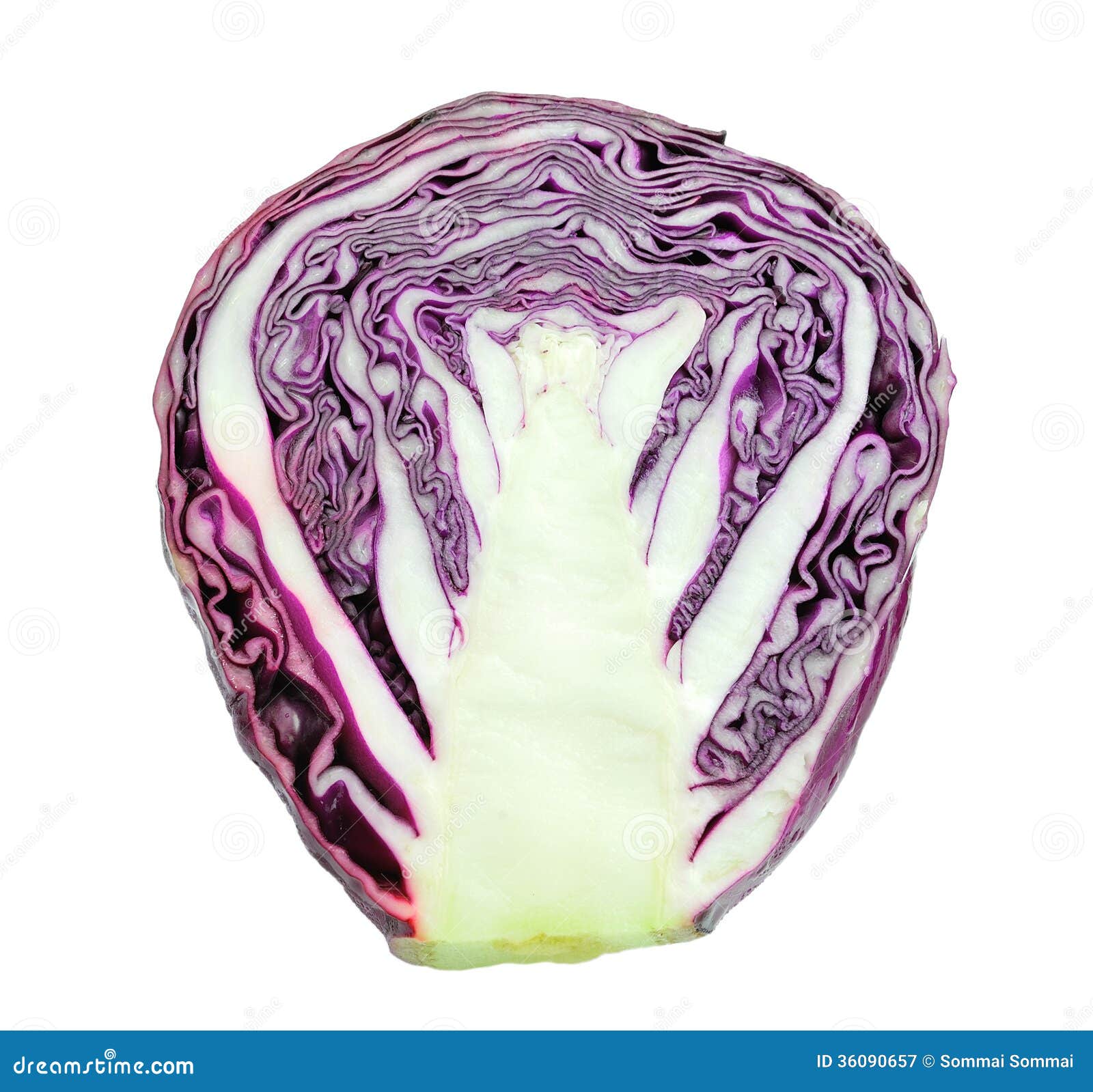 Chou Rouge Sur Le Fond Blanc Image stock - Image du croix, tranché ...