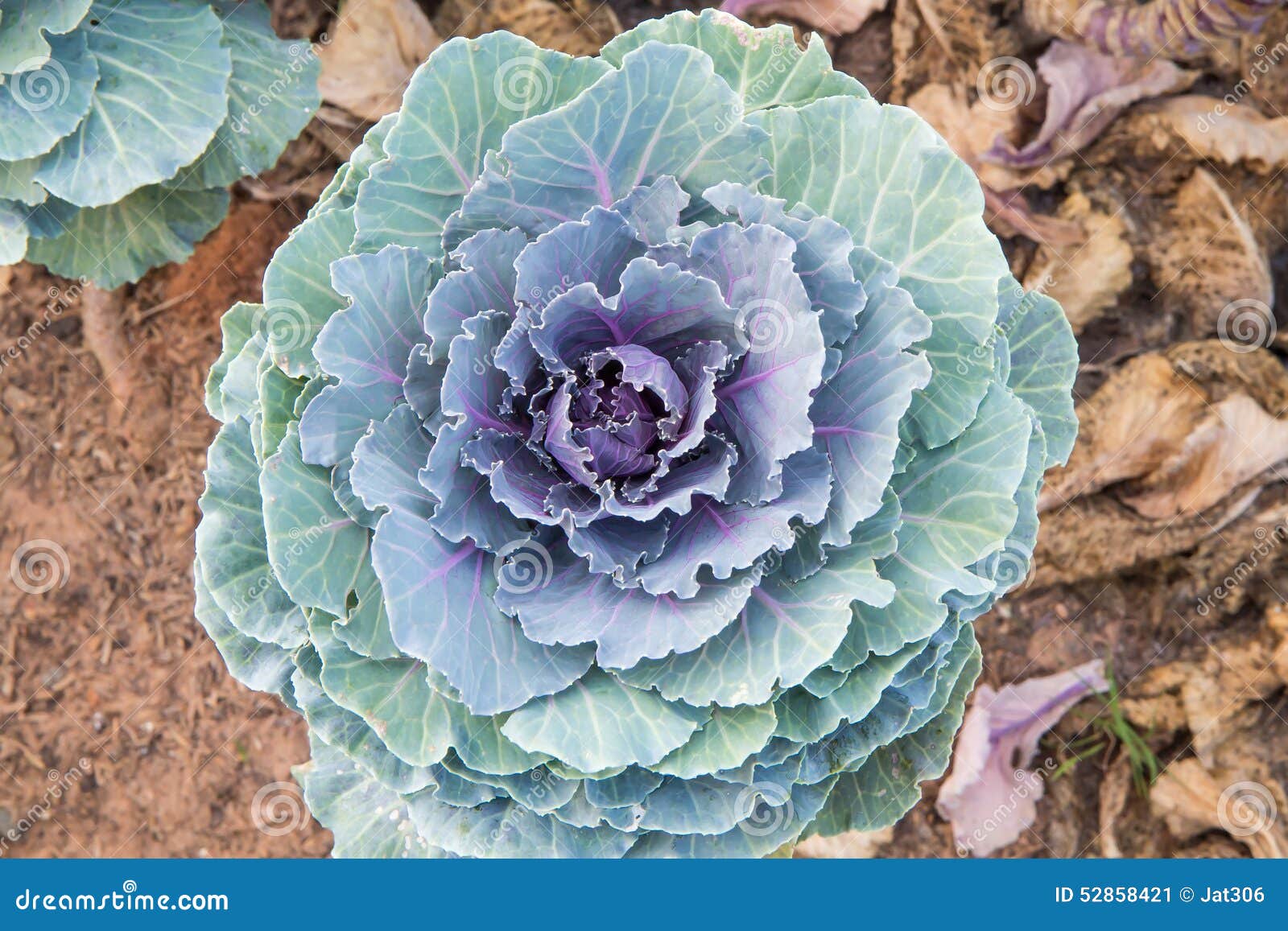 Chou violet image stock. Image du accroissement, jardinage - 52858421