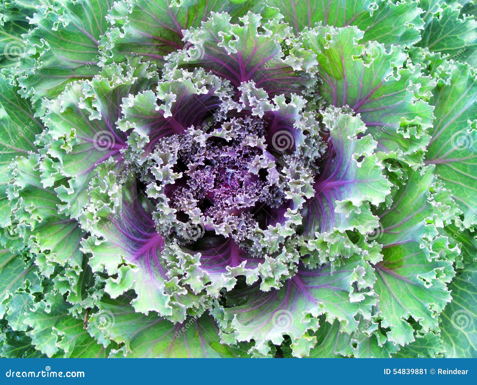 Chou violet image stock. Image du frais, ferme, lame - 54839881