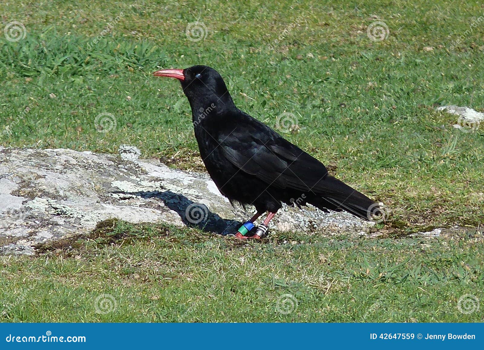 Chough (cuervo Legged Rojo) Imagen de archivo - Imagen de junio ...