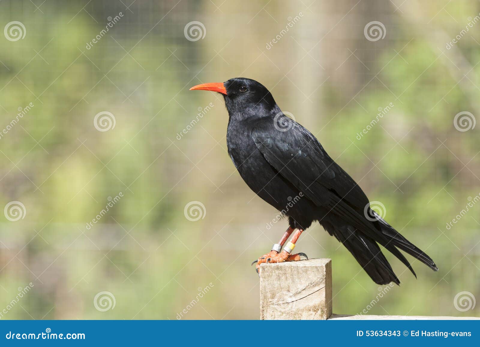 Chough stock image. Image of feather, animal, bird, altitude - 53634343