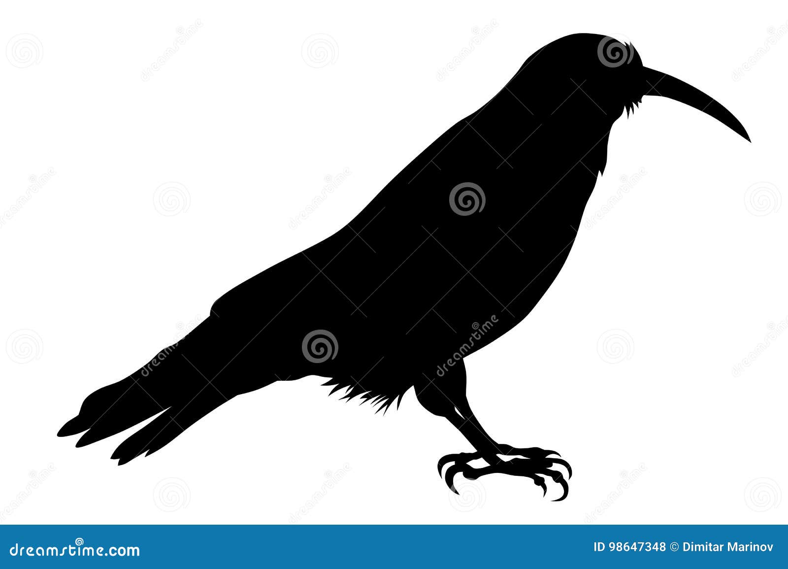 Alpine Chough Vector Art Illustration Royalty-Free Cartoon ...