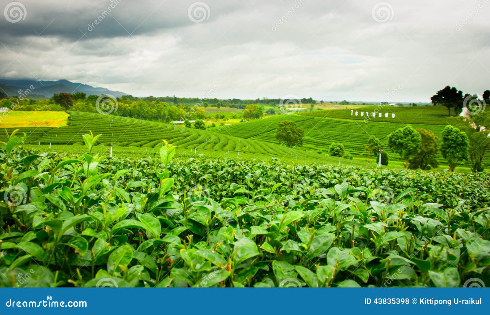 Choui Fong Tea stock foto. Image of thee, heuvel, blad - 43835398