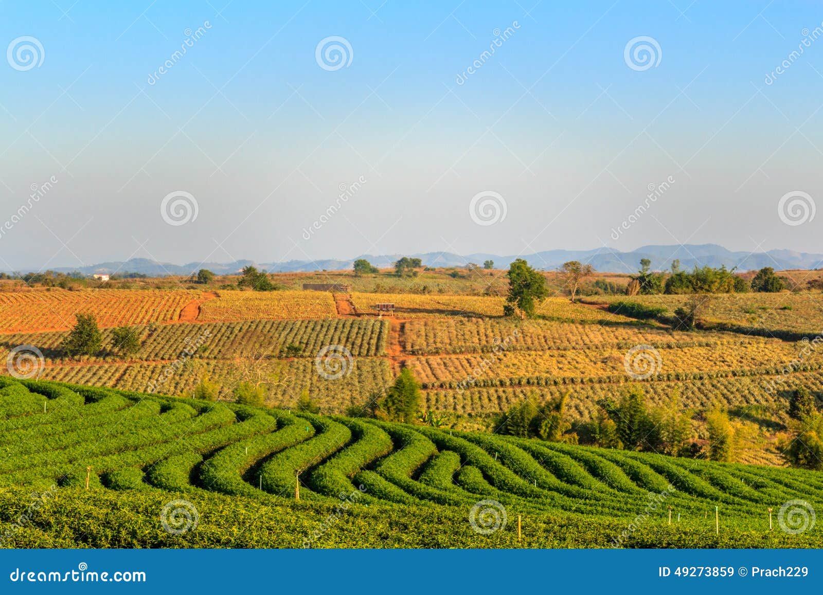 Choui Fong Tea farm stock image. Image of nature, country - 49273859